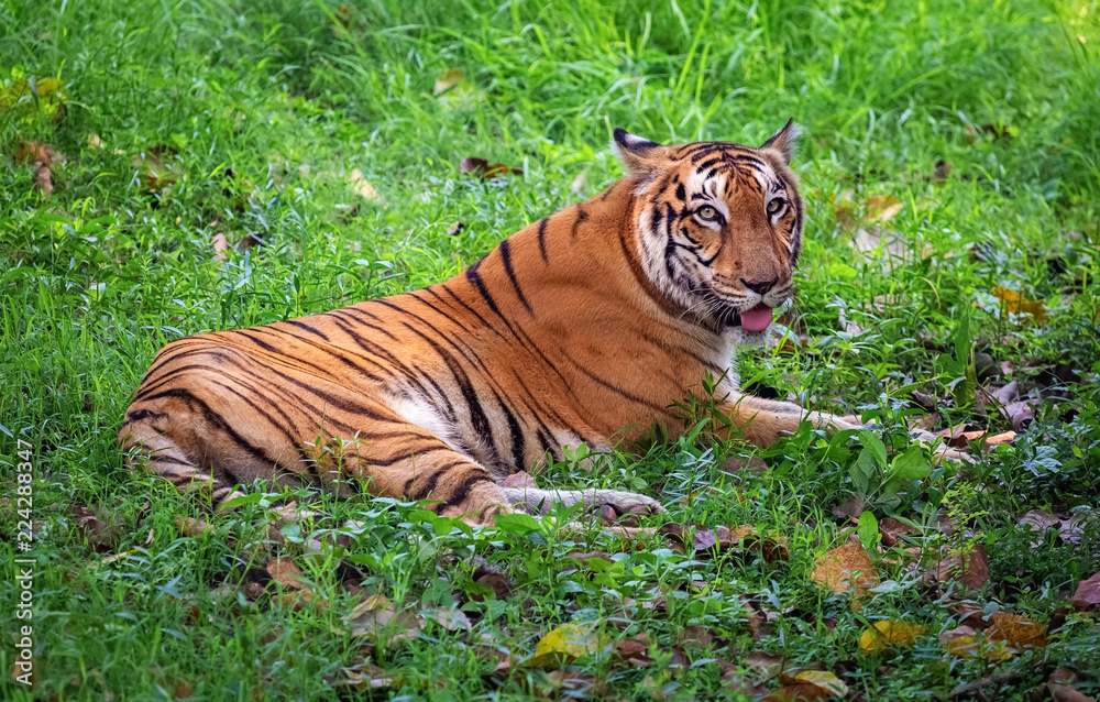 Bengal tiger at Indian wildlife sanctuary. The Royal Bengal tiger is ...