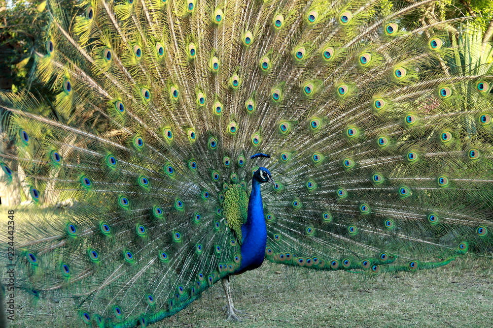 Beautiful peacock displaying its plumage in Mayfield Park and Nature ...