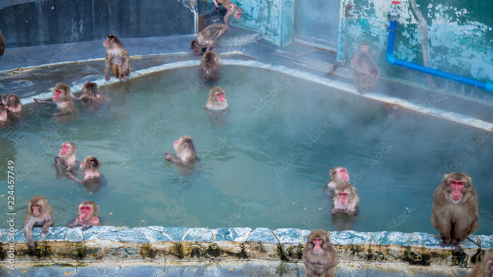 Stock-Foto „Monkey in hot spring tub or call Monkey onsen in winter ...