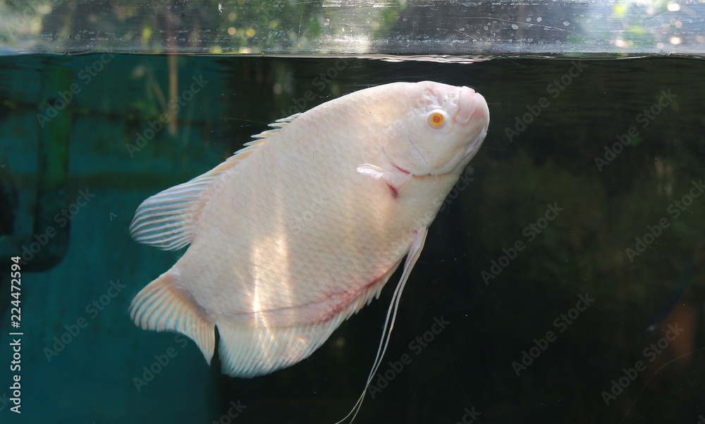 White Giant gourami fish (Osphronemus goramy) swimming in aquarium tank ...