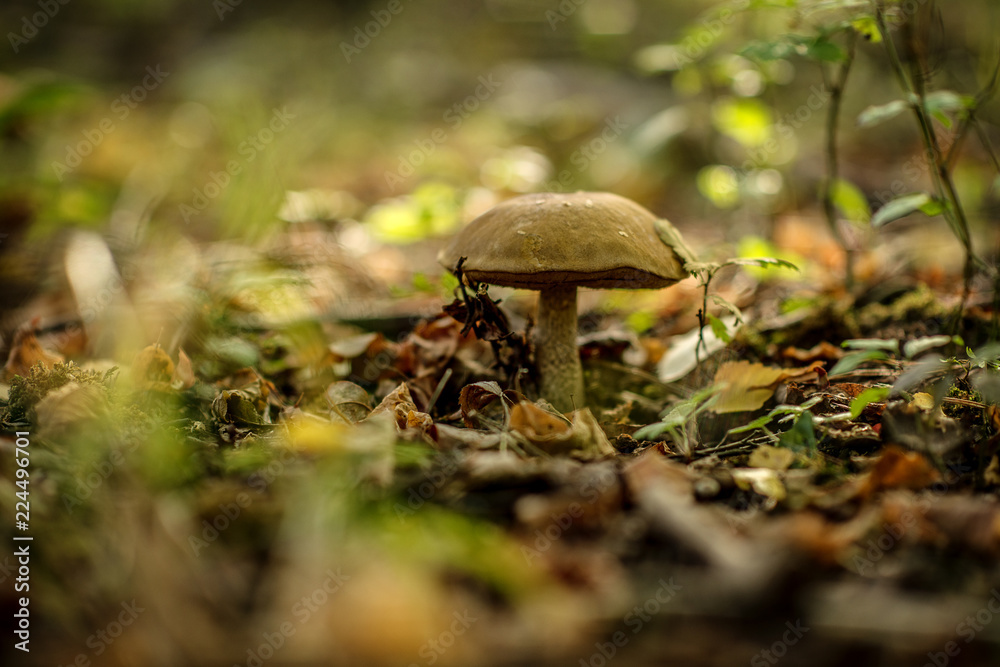 Leccinum scabrum, commonly known as the rough-stemmed bolete, scaber ...