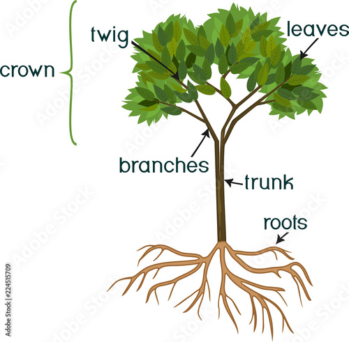 Parts of plant. Morphology of abstract tree with green crown, root ...