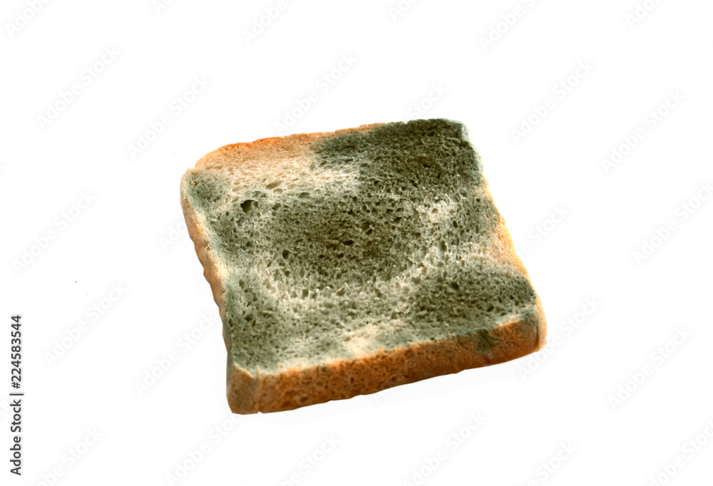 Mold growing rapidly on moldy bread on white background..Scientists ...