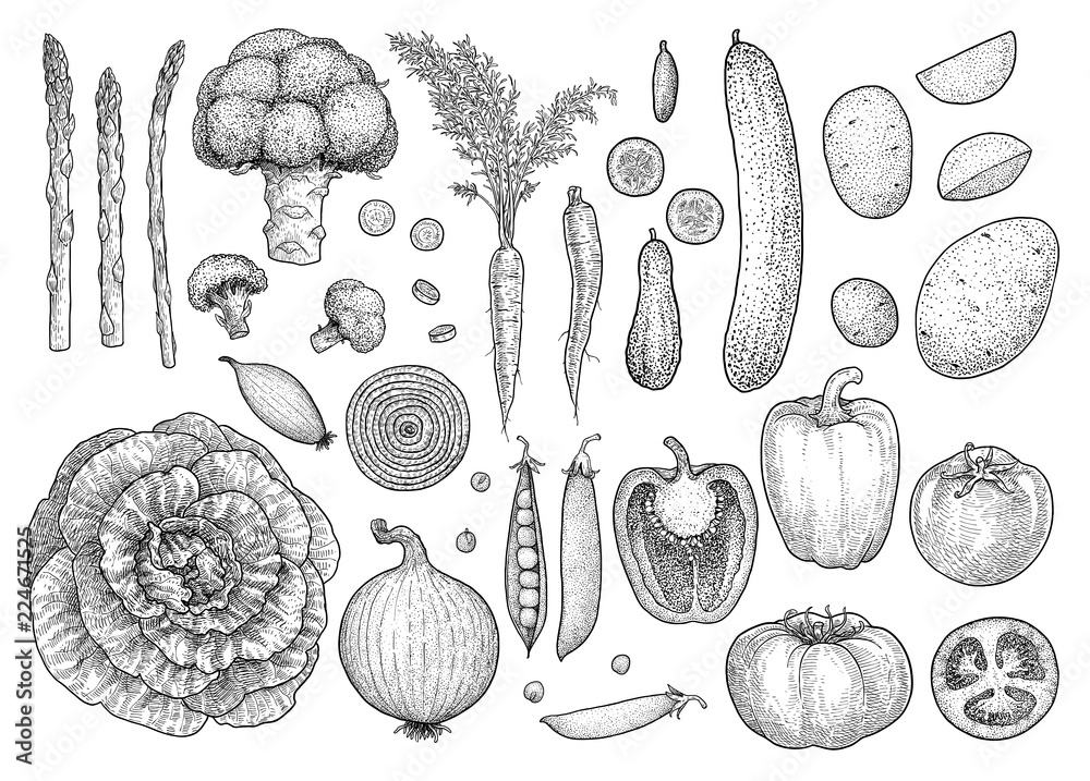 Vegetable collection, illustration, drawing, engraving, ink, line art ...