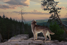 Wolf, Jungle , Wolves,night Free Stock Photo - Public Domain Pictures
