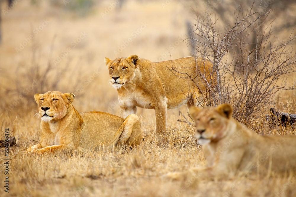 The Southern lion (Panthera leo melanochaita) also the East-Southern ...