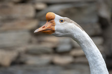 Domestic Goose Looking At Camera Free Stock Photo - Public Domain Pictures