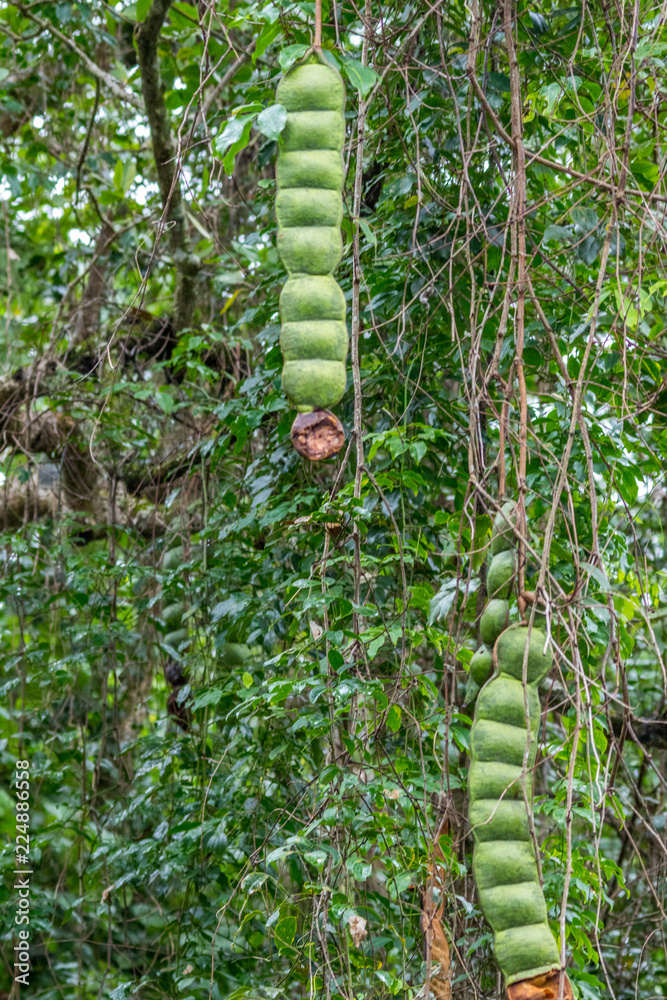 Snuff box sea bean hanging from tree の Stock フォト | Adobe Stock