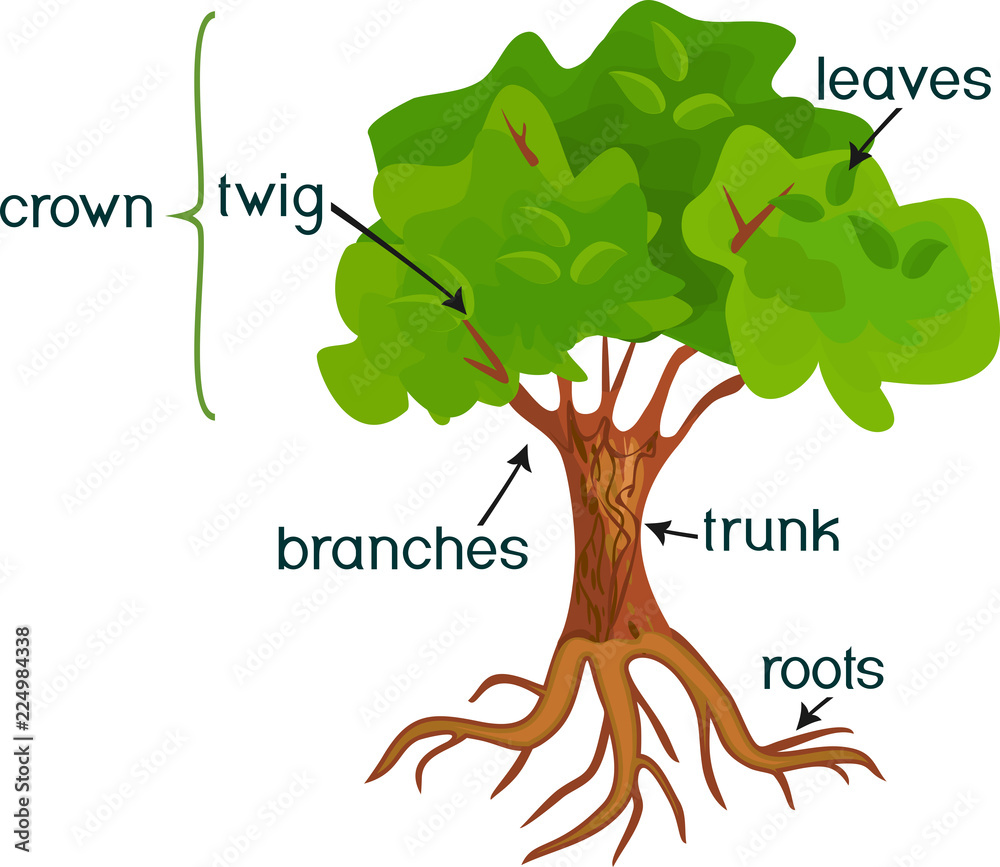 Parts of plant. Morphology of abstract deciduous tree with green crown ...