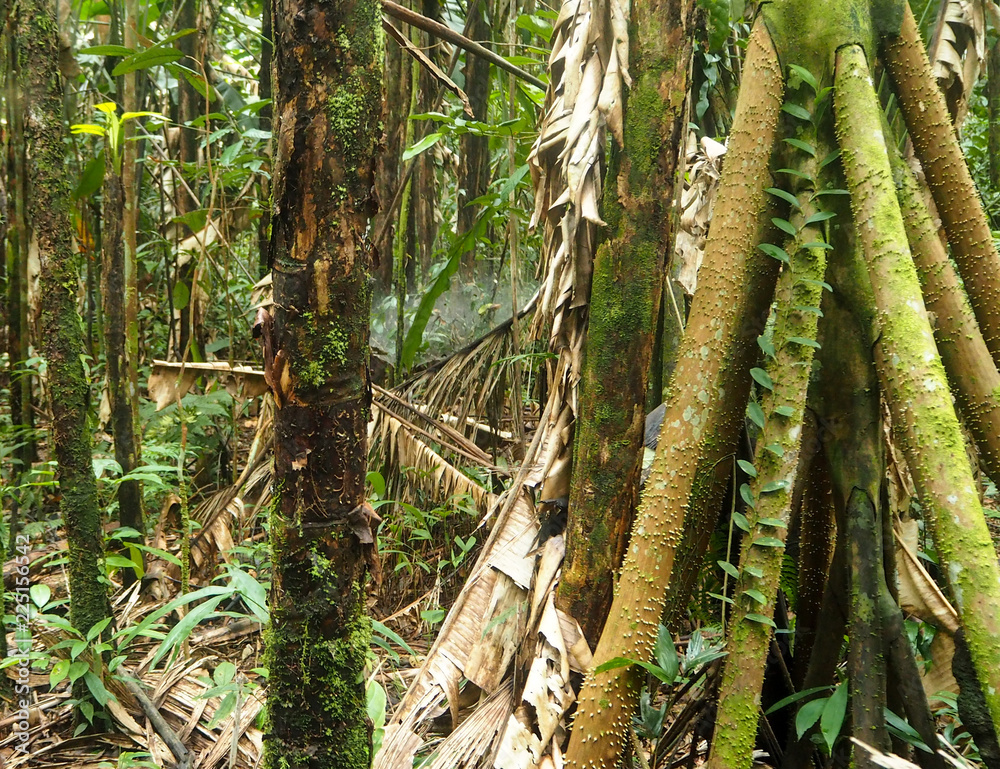 stilt roots of a walking palm in the amazon rainforest Stock Photo ...