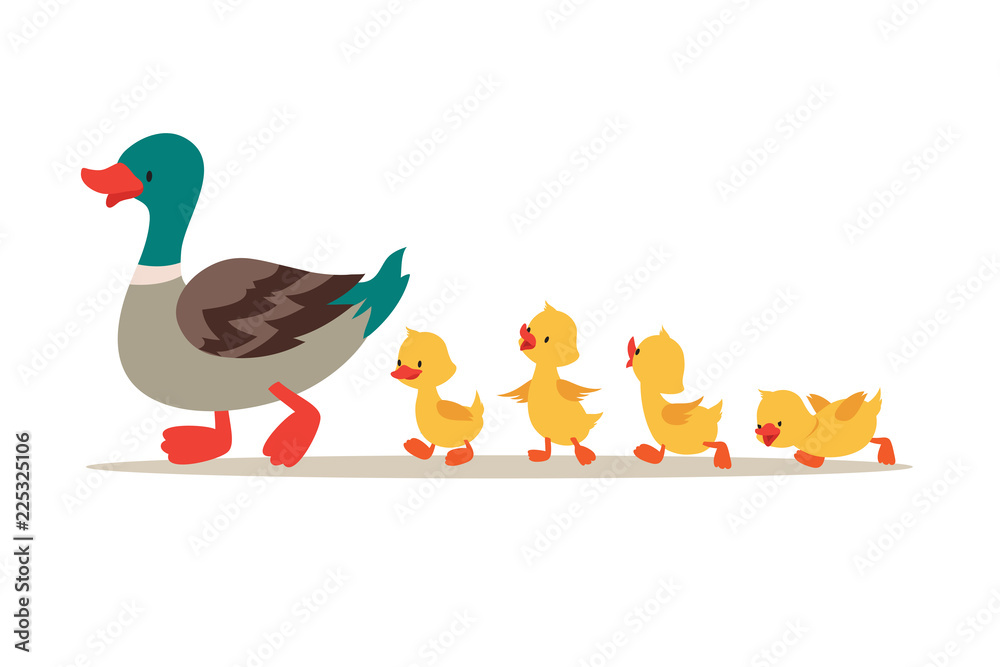 เวกเตอร์ Stock Mother duck and ducklings. Cute baby ducks walking in ...
