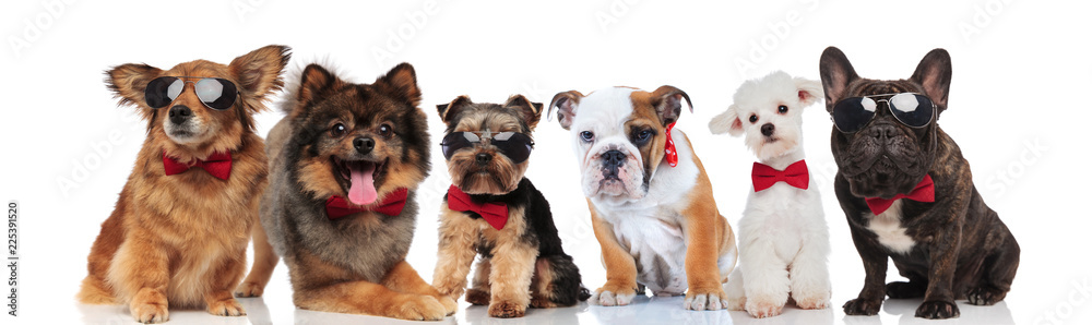 group of six adorable dogs of different breeds wearing bowties Stock ...