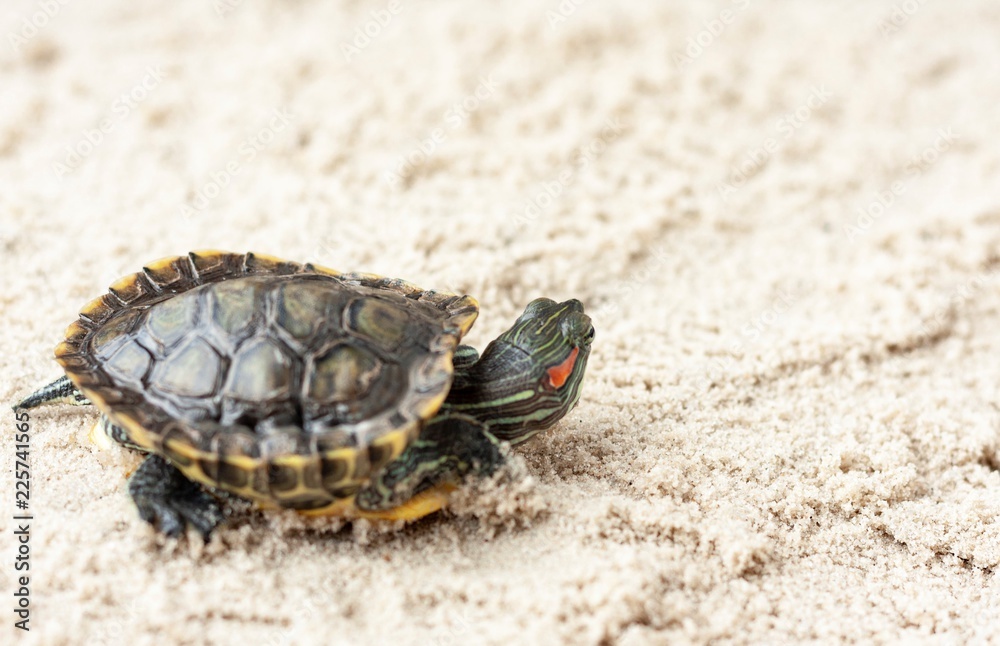 Common Slider, also known as Cumberland Slider Turtle, Red-eared Slider ...