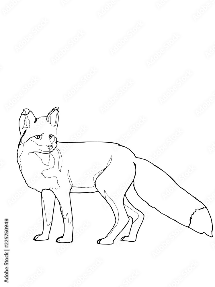 cartoon realistic fox animal illustration drawing line Stock ...
