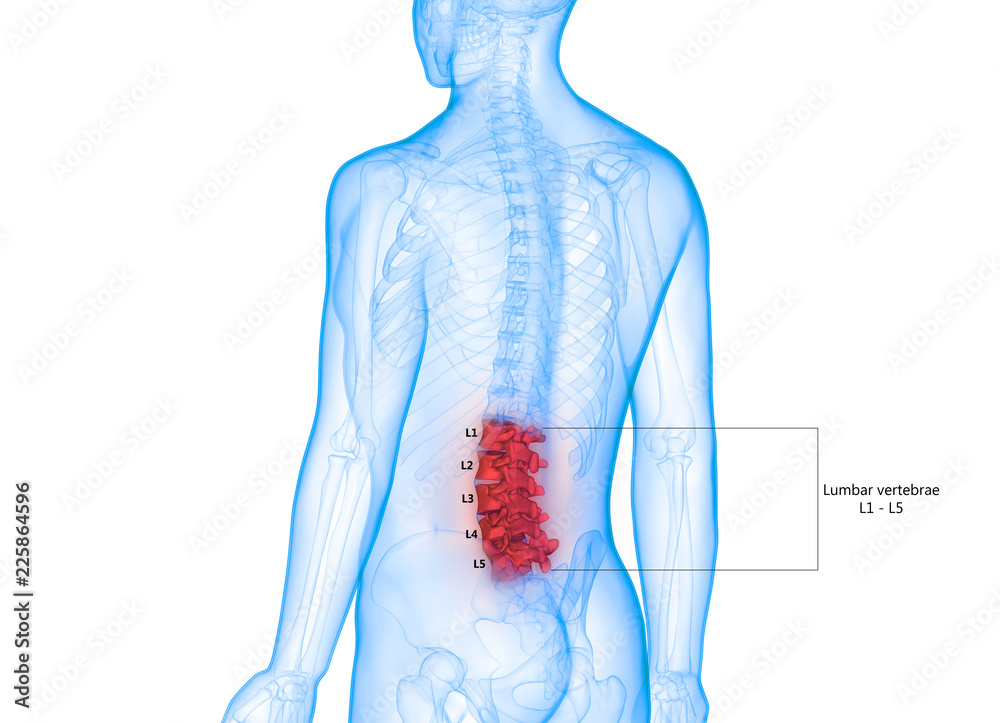 Human Skeletal System Vertebral Column Lumbar Vertebrae Anatomy Stock ...