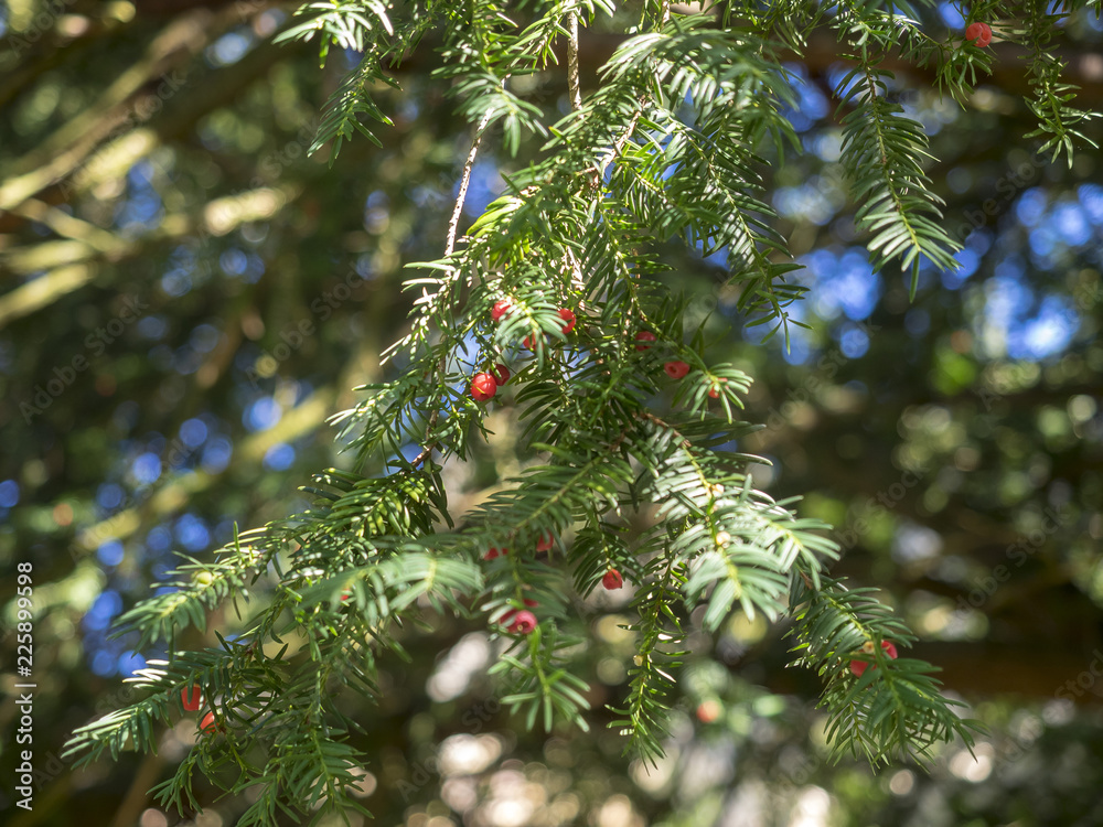 Foto de Stock If commun (Taxus baccata) ou if à baies. Un conifère ...