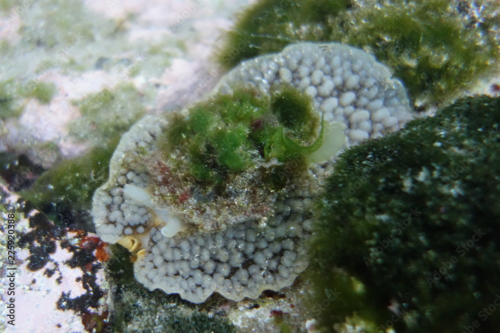 Well camouflaged Beige Sea Slug-Umbrella slug-Umbraculum umbraculum ...