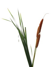 Reeds With Browning Tips On Leaves Free Stock Photo - Public Domain ...