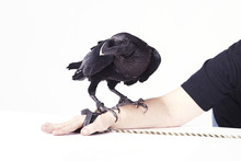 Crow Free Stock Photo - Public Domain Pictures