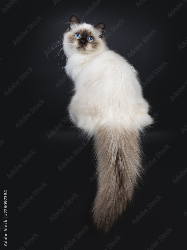 Adorable excellent seal point Sacred Birman cat kitten sitting ...