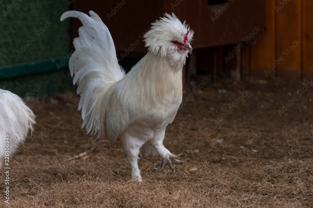 sultan rooster and chickens is a very beautiful species with its snow ...