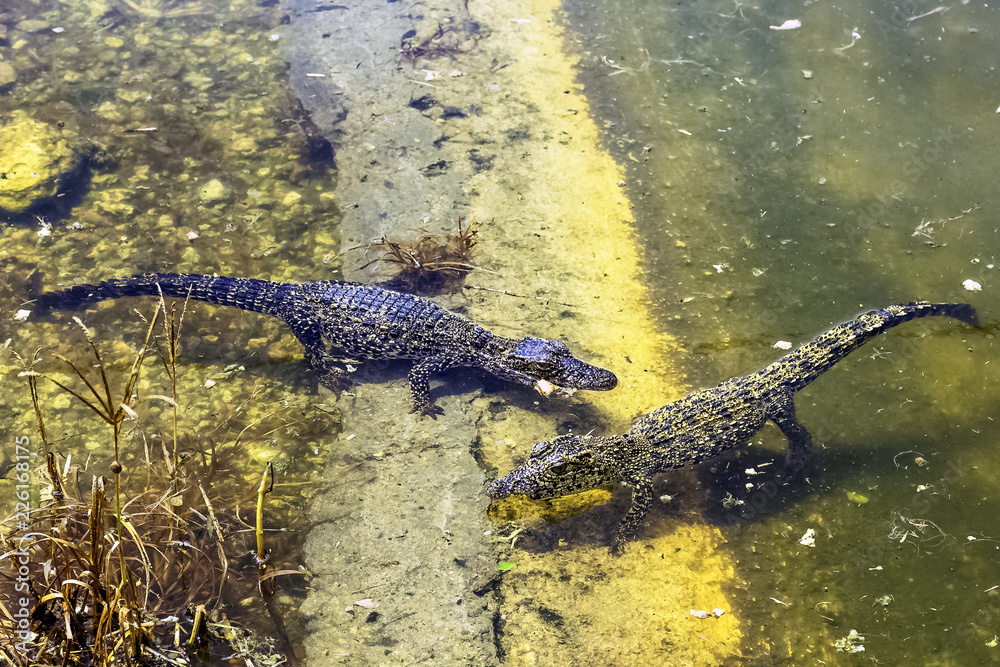 Swimming Cuban crocodile (Crocodylus Rhombifer) is a small species of ...