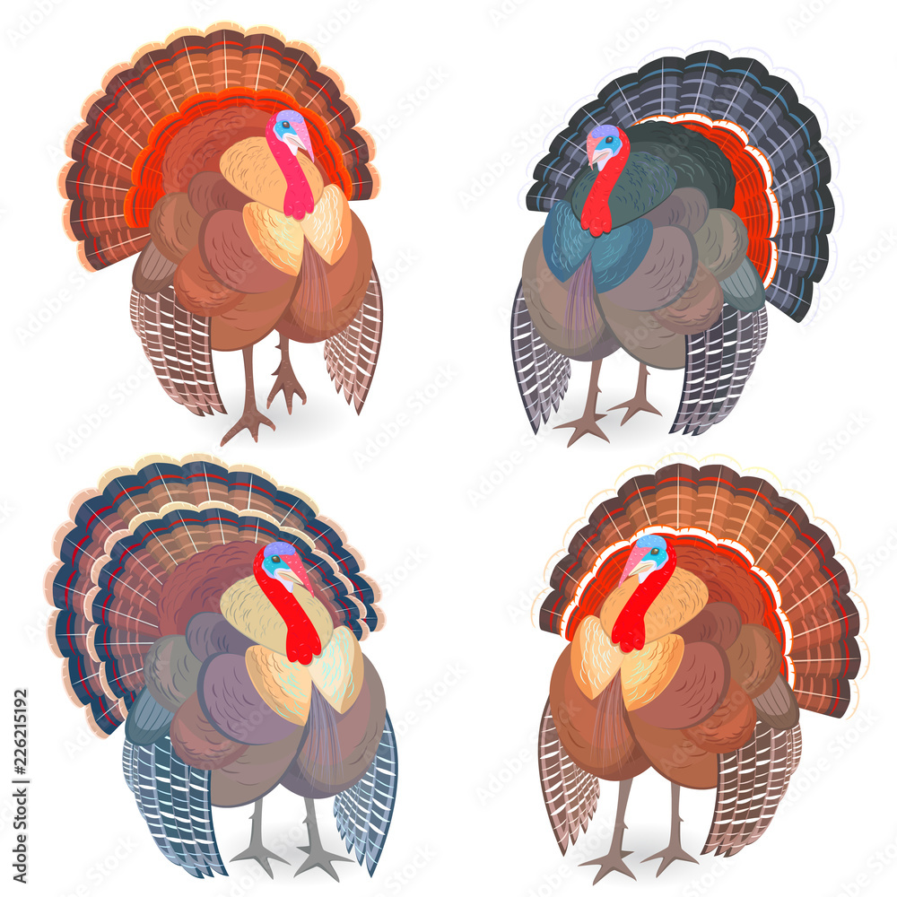 collection of turkey birds for your design Stock Vector | Adobe Stock