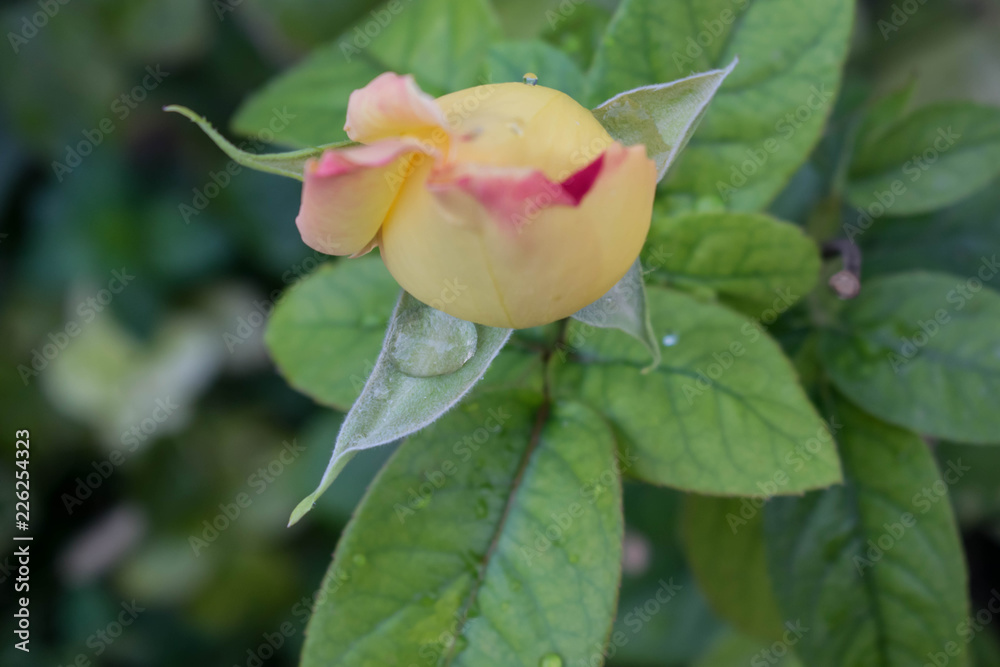 Buds of white roses with a pink tinge for postcards background ...