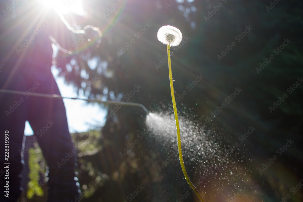 Spraying weeds in the garden Stock Photo | Adobe Stock
