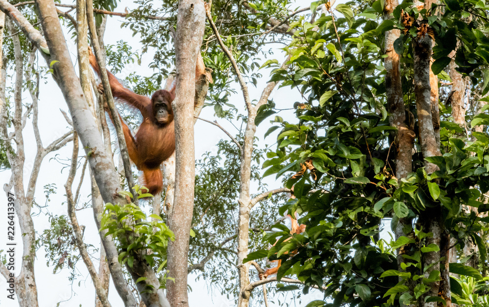 Familia orangutanes reserva Borneo Stock Photo | Adobe Stock