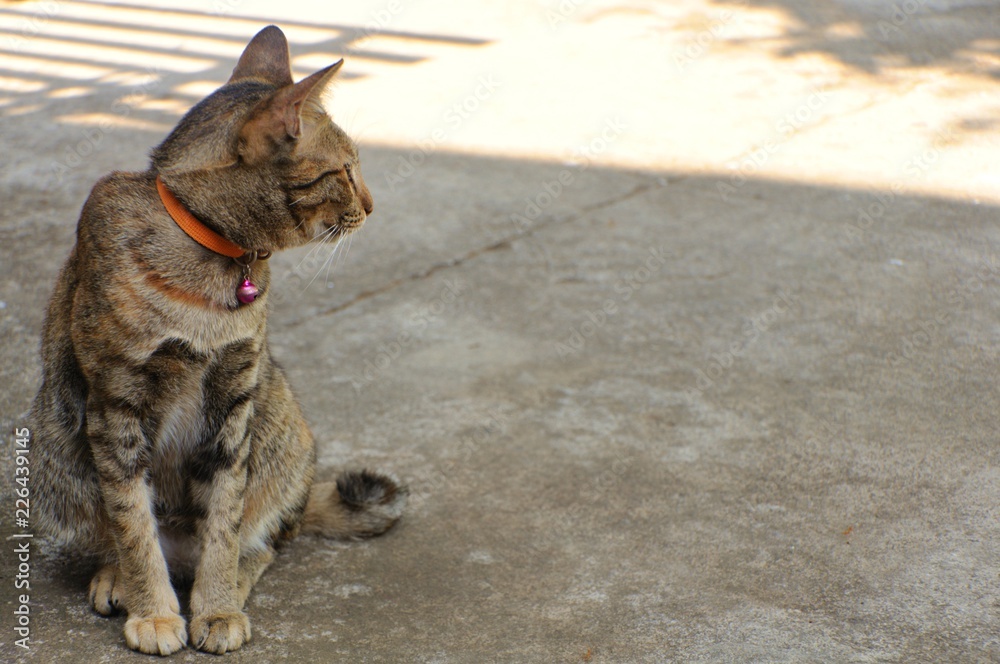 Foto de Stock Beautiful leopard color cat which is three colored tabby ...
