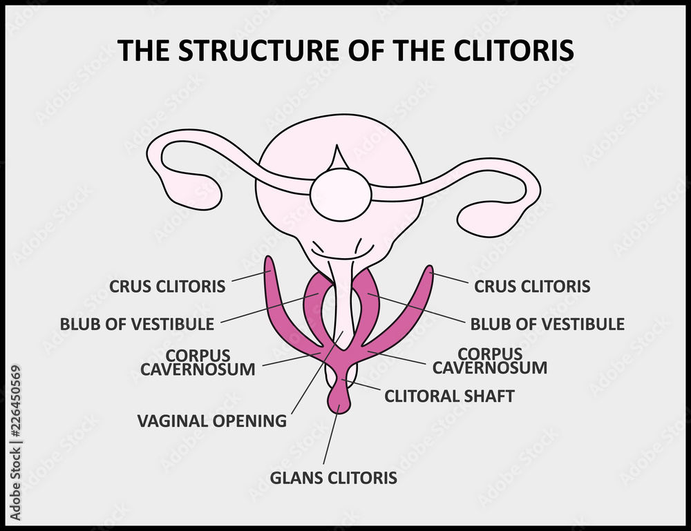 The structure of the clitoris, a medical poster female anatomy vagina ...