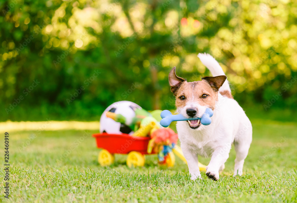 Happy dog playing outdoor walking with rubber bone next to cart full of ...