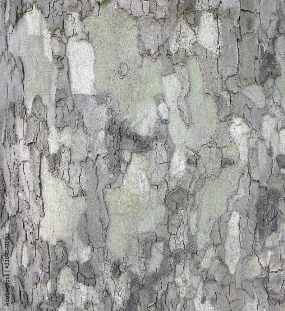 Sycamore tree (other name platan), details of bark. Natural background ...