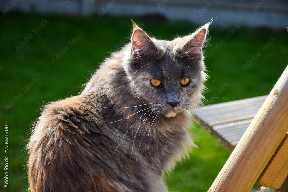 Beautiful long haired, female, Tortoiseshell, blue smoke, pedigree ...