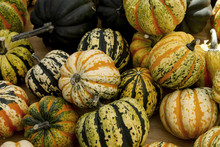 Lumpy Pumpkins Free Stock Photo - Public Domain Pictures