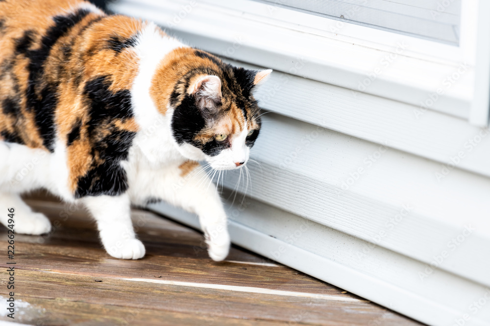 Closeup of curious walking calico cat, exploring, hunting, paw above ...