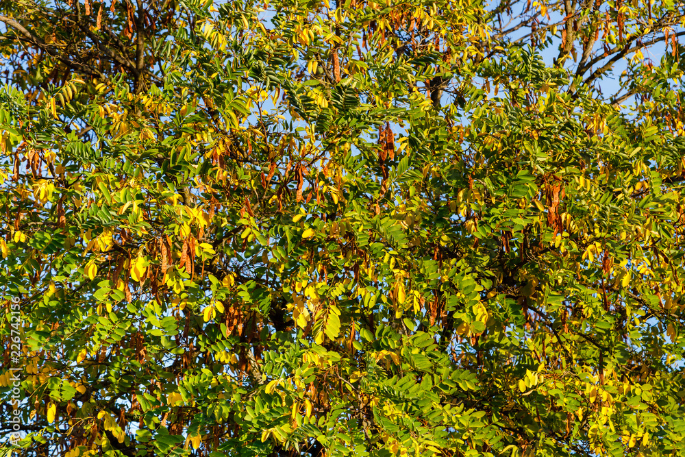 Robinia pseudoacacia. Falsa acacia. Ramas con hojas y vainas con ...