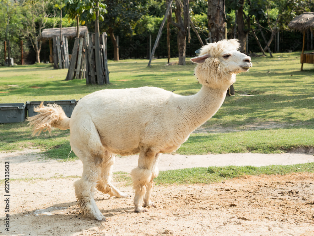 Alpaca peeing Stock Photo | Adobe Stock