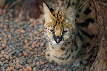 African Serval Cat Close-up Free Stock Photo - Public Domain Pictures