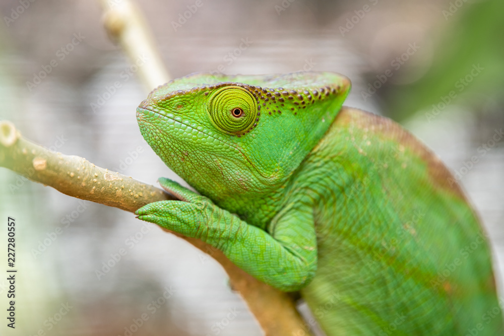 Female green Chameleon in Madagascar, green chameleons animal wildlife ...