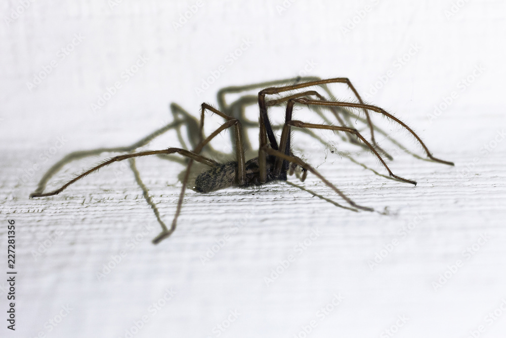 Tegenaria domestica. Barn funnel weaver, common domestic house spider ...