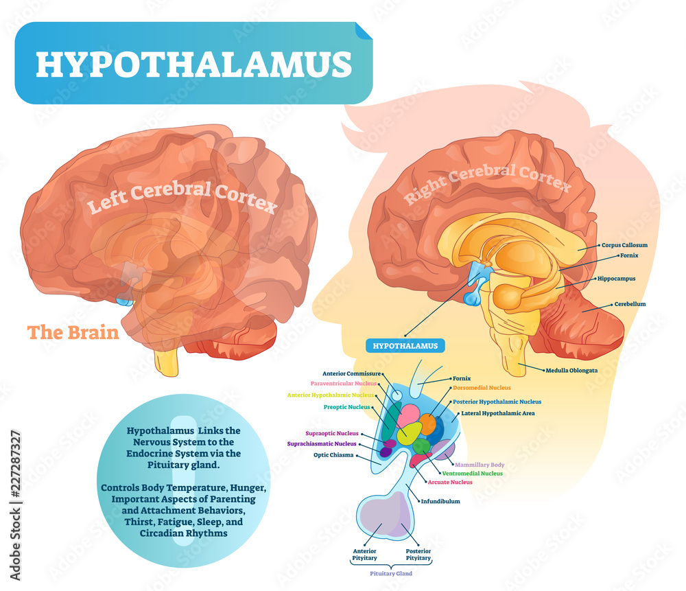 Hypothalamus vector illustration. Labeled diagram with brain part ...