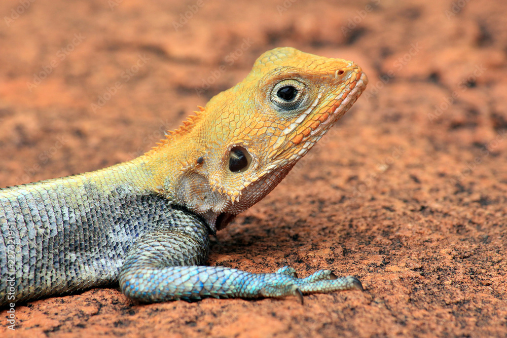 Kenyan Rock Agama (Agama lionotus) lying on stone. Tsavo West National ...