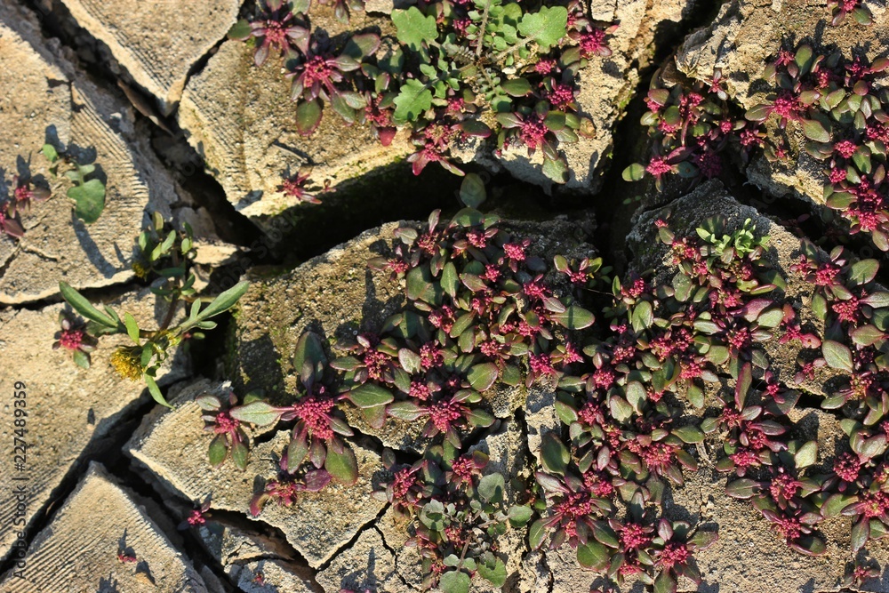 Roter Gänsefuß (Oxybasis rubra) und Strahliger Zweizahn (Bidens radiata ...