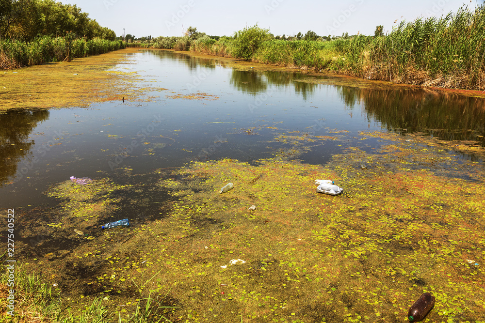 Small dying river was overgrown with marsh plants. Pollution of ...
