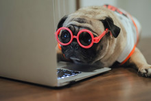 Dog Using Laptop Computer Free Stock Photo - Public Domain Pictures