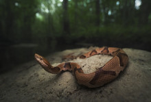 Copperhead Snake Free Stock Photo - Public Domain Pictures