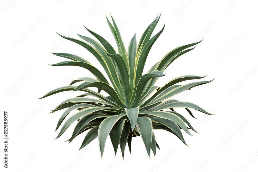Agave desmettiana 'Variegata', Variegated Smooth Agave Plant Isolated ...