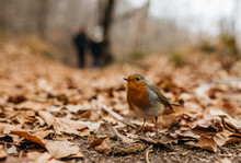 Bird And Autumn Leaves Free Stock Photo - Public Domain Pictures